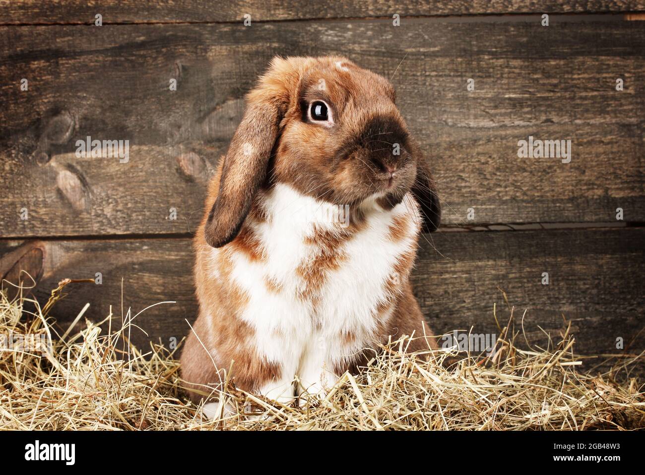 Lop-eared rabbit in a haystack on wooden background Stock Photo - Alamy