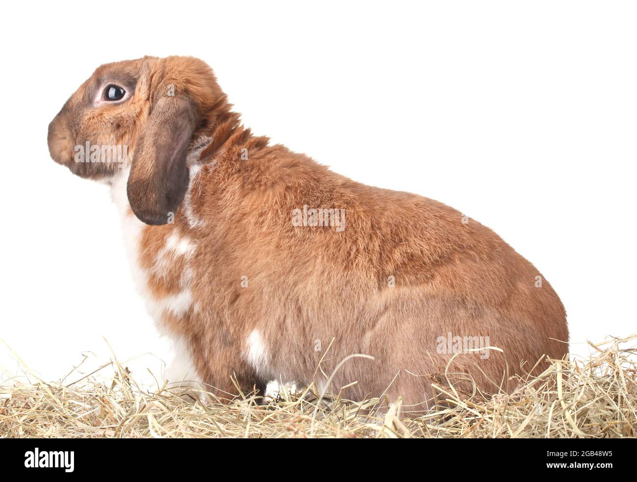 Lop-eared rabbit in a haystack on white background Stock Photo - Alamy