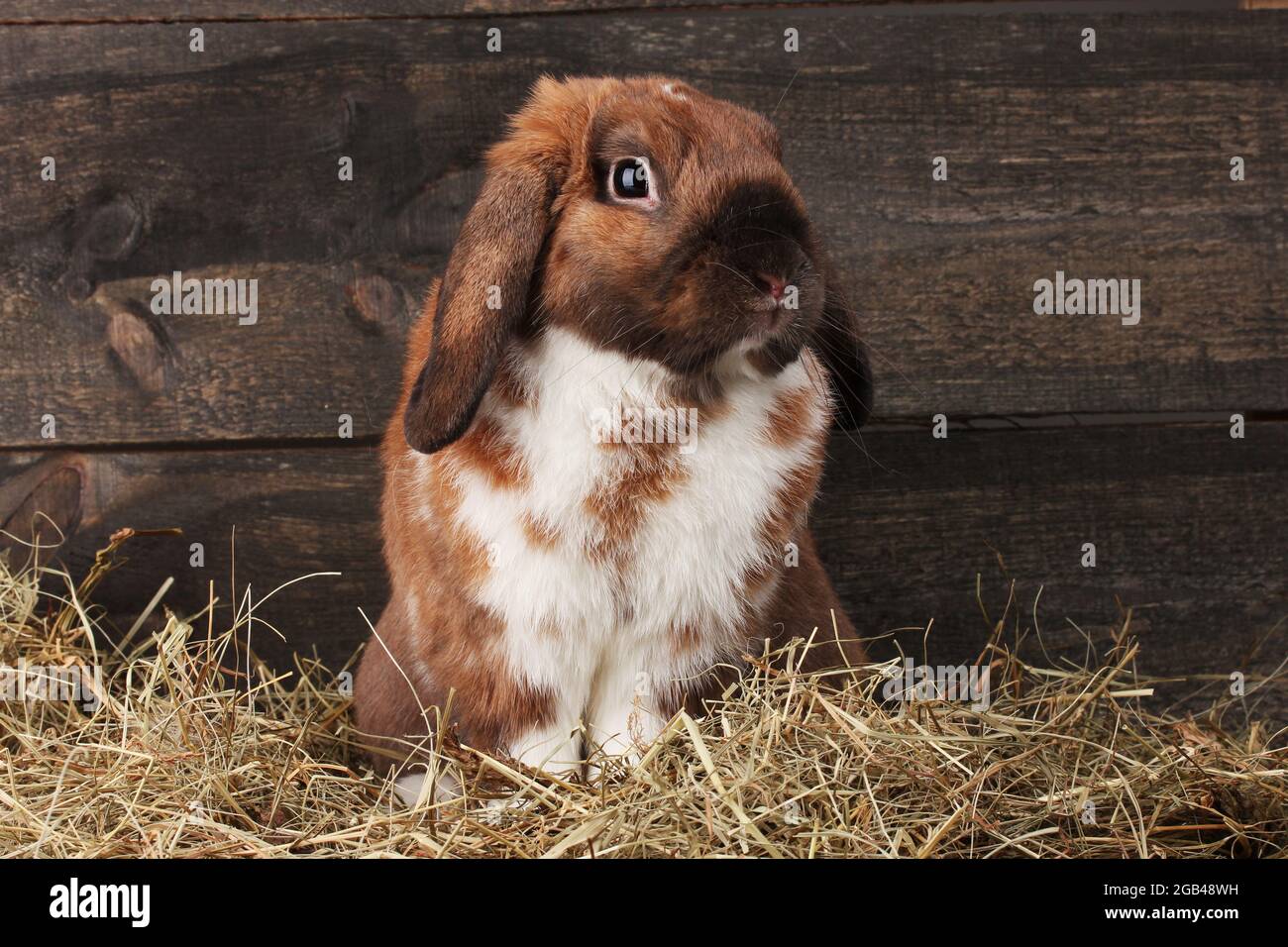 Lop-eared rabbit in a haystack on wooden background Stock Photo - Alamy