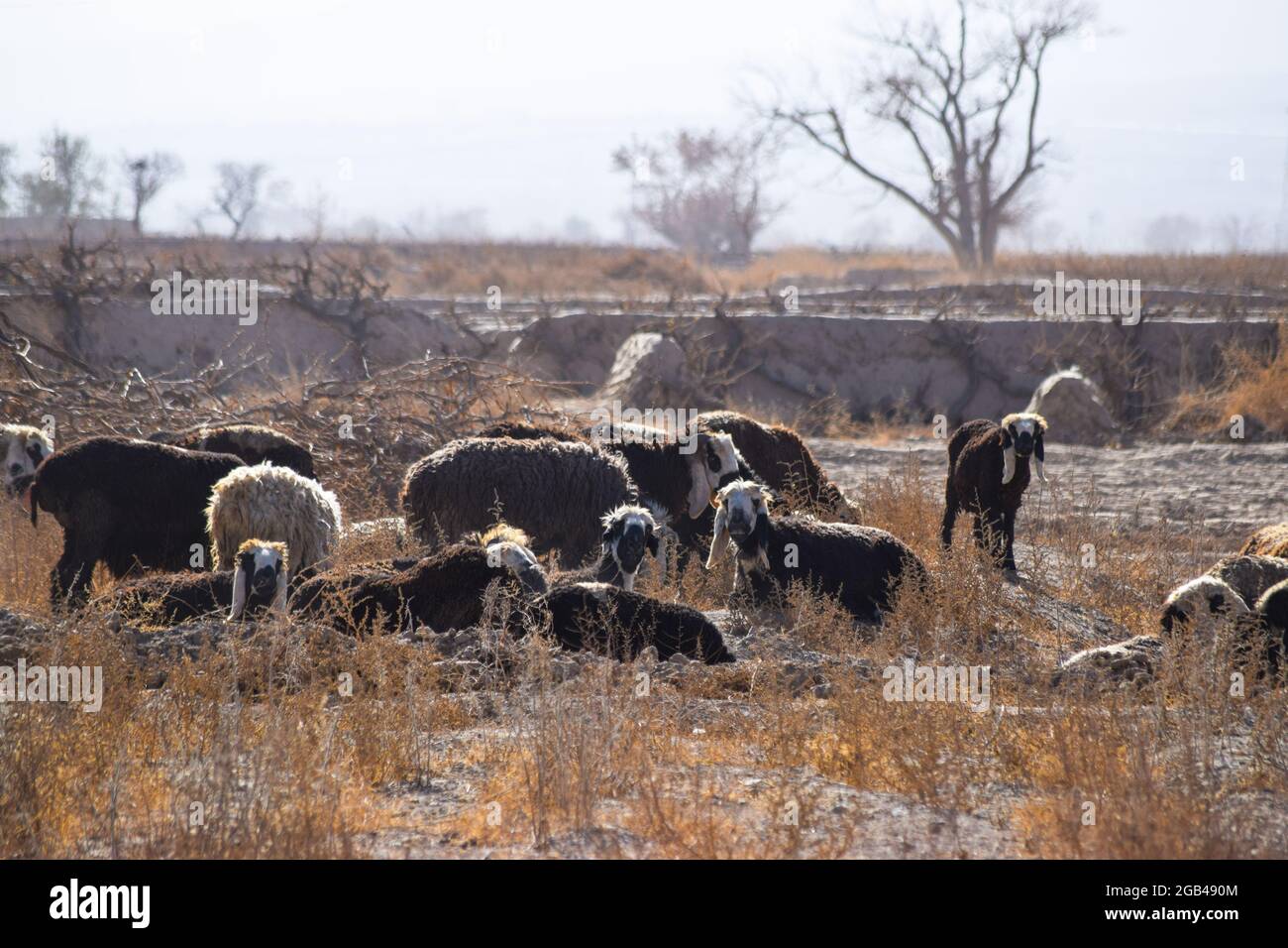 sheep eating dry grass hot summer season landscape, animal outdoors ...