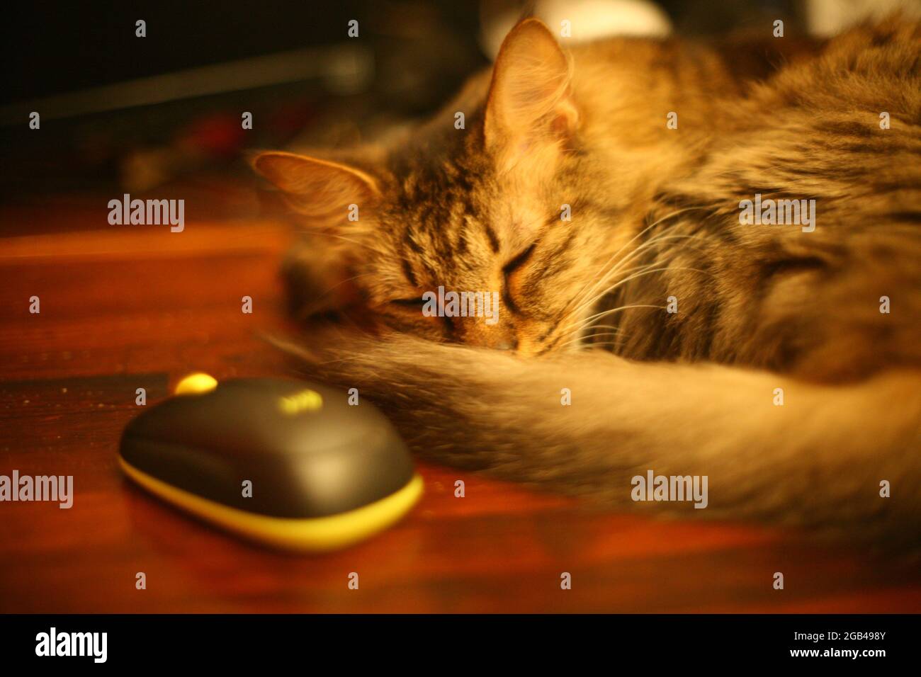 Long Haired Tabby Cat Sleeping on the Desk Stock Photo - Alamy