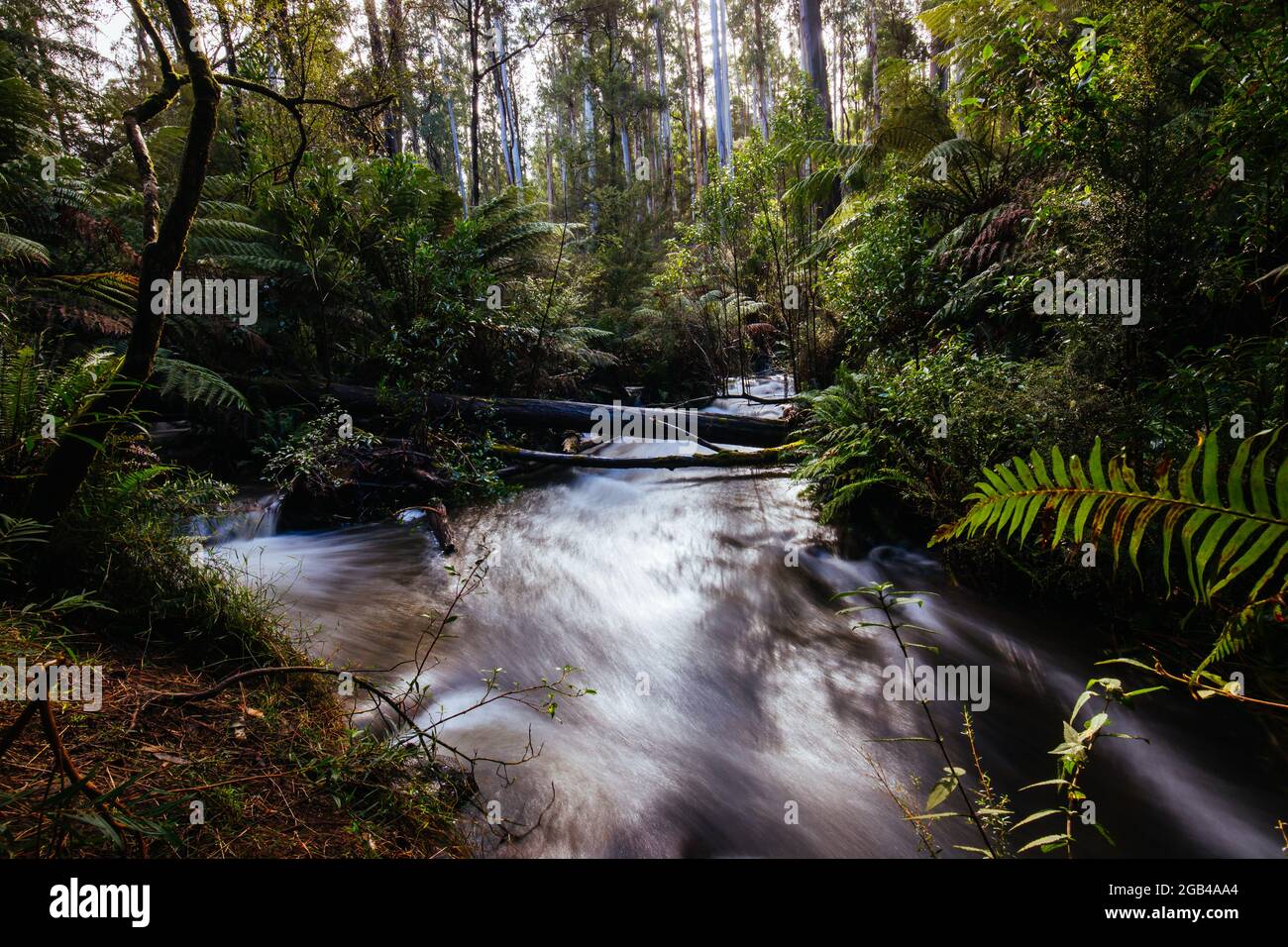 The tranquil Cement Creek near the iconic Redwood Forest in Warburton ...