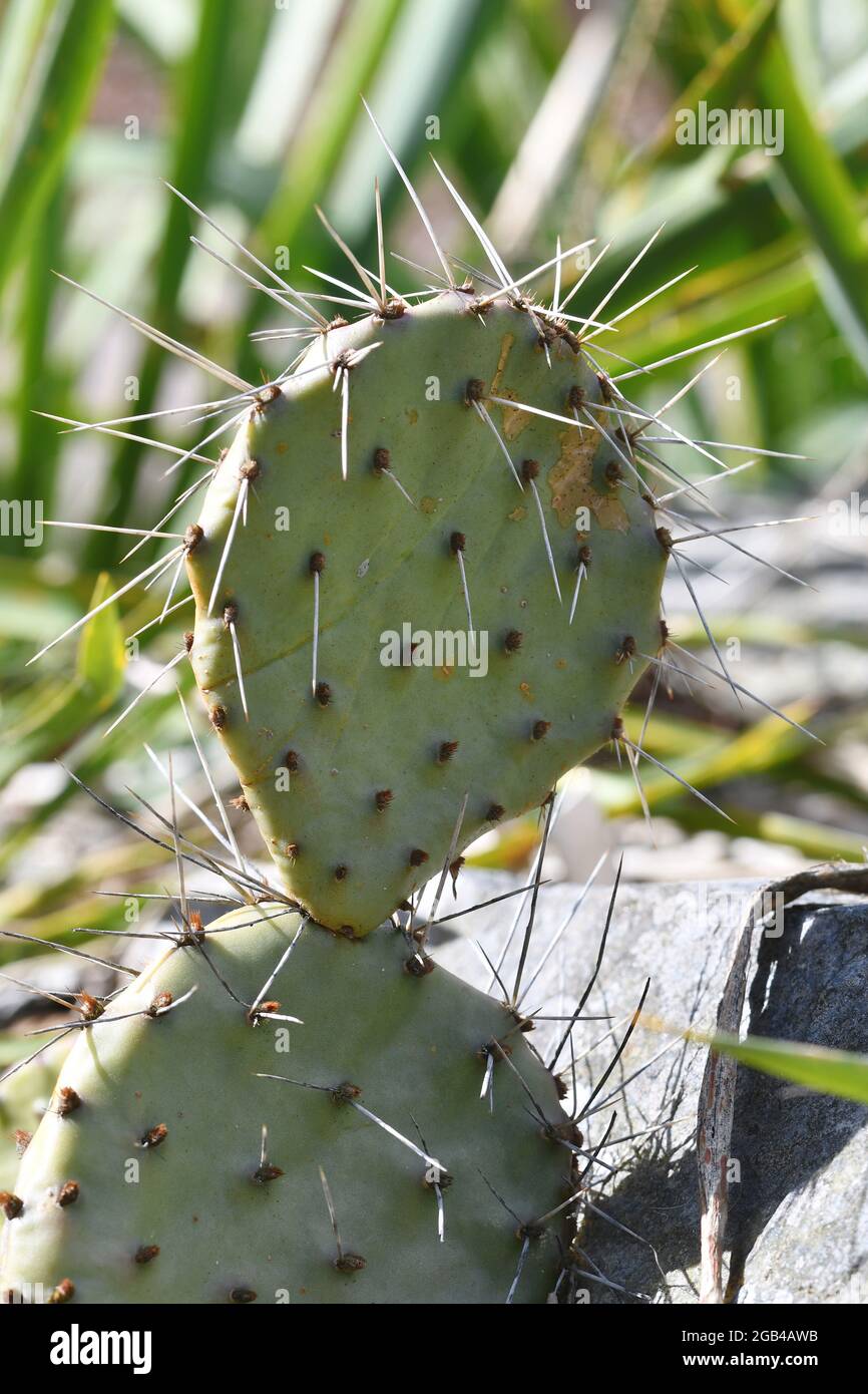 Poisonous cactus hi-res stock photography and images - Alamy