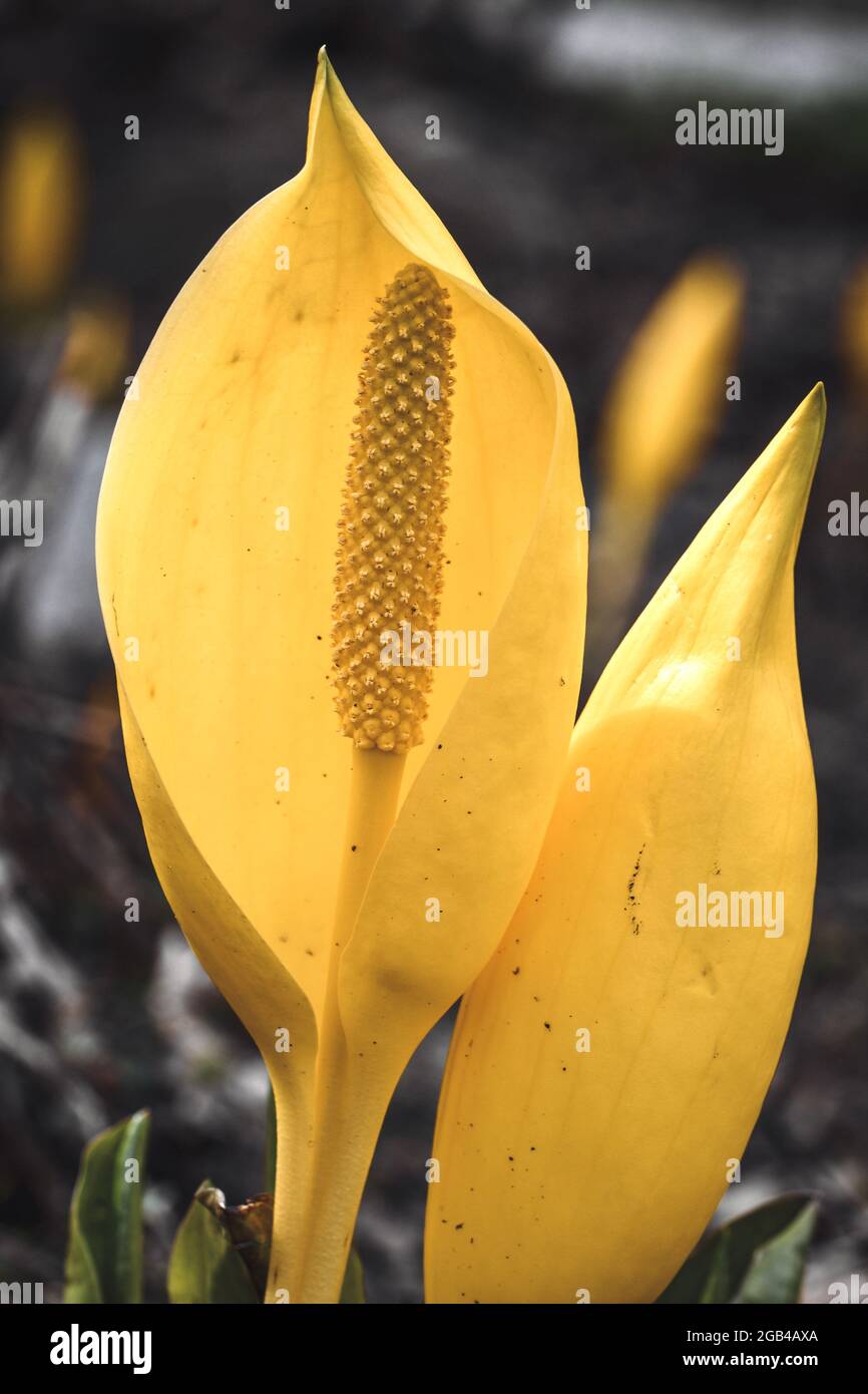 Stinky plants hi-res stock photography and images - Alamy