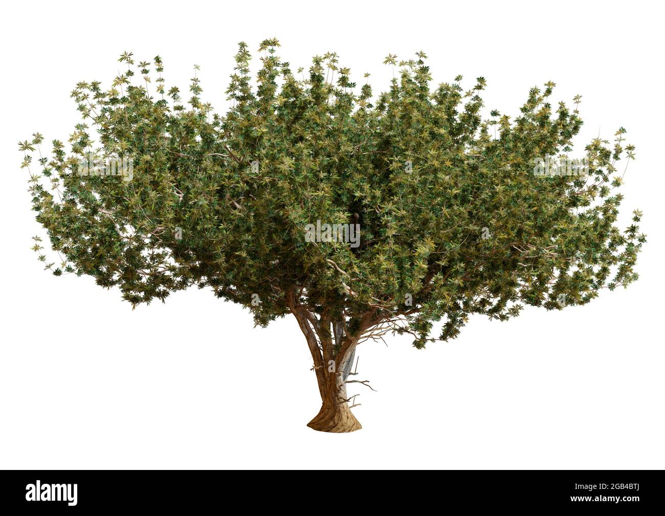 3D rendering of a green olive tree isolated on white background Stock ...