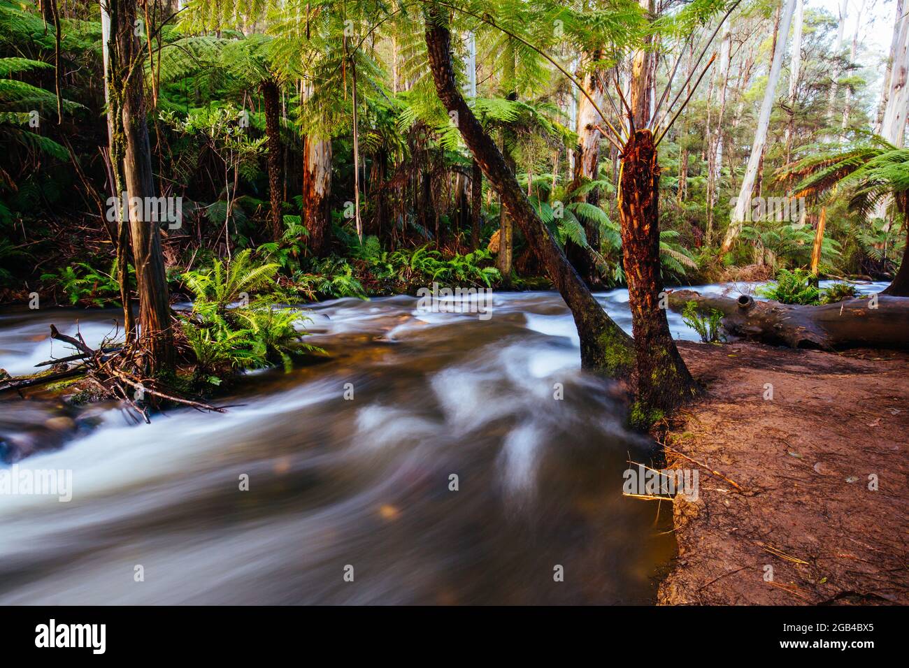 The tranquil Cement Creek near the iconic Redwood Forest in Warburton ...