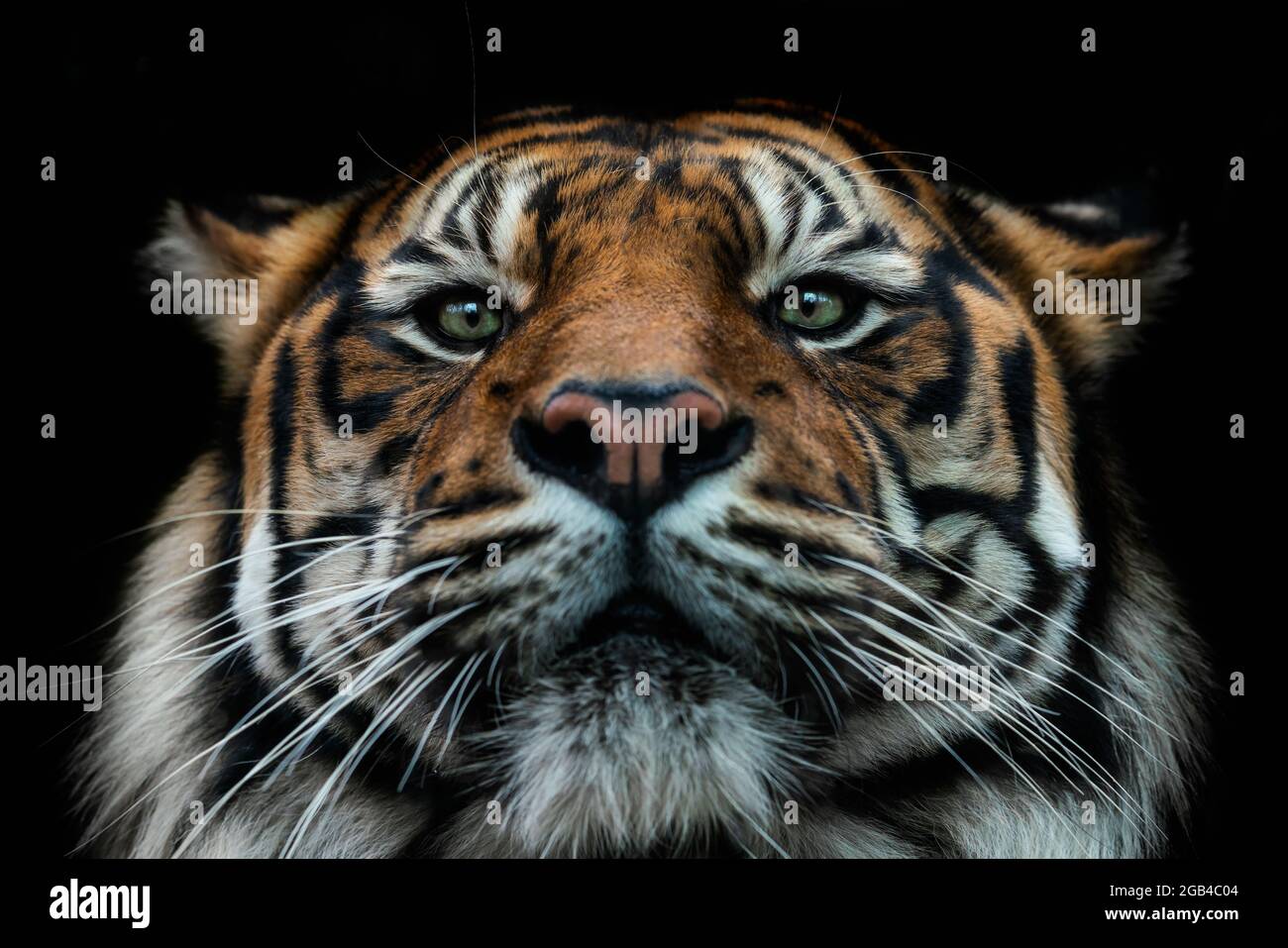 Front view of Sumatran tiger isolated on black background. Portrait of ...