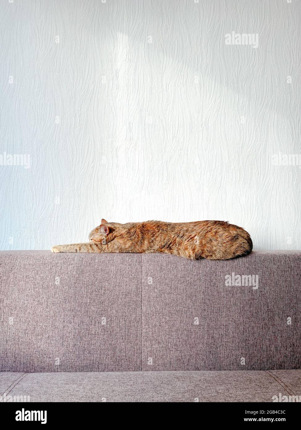 Domestic rest hi-res stock photography and images - Alamy