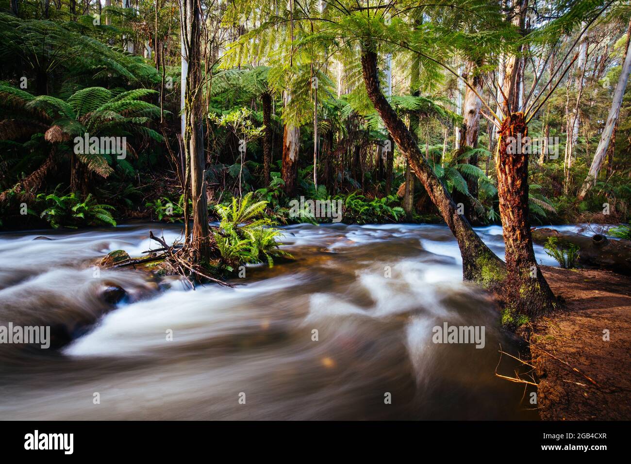 The tranquil Cement Creek near the iconic Redwood Forest in Warburton ...