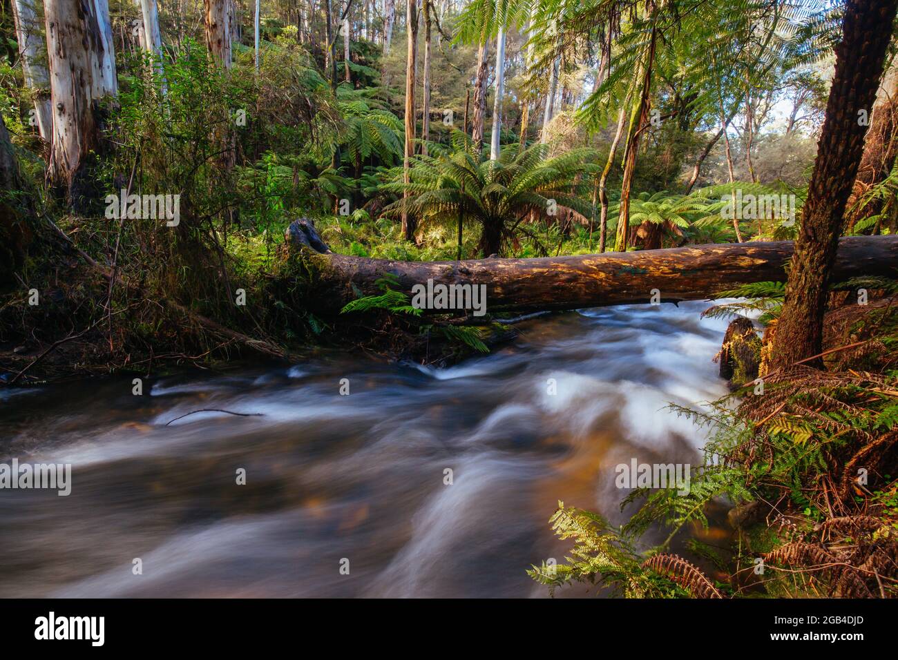 The tranquil Cement Creek near the iconic Redwood Forest in Warburton ...