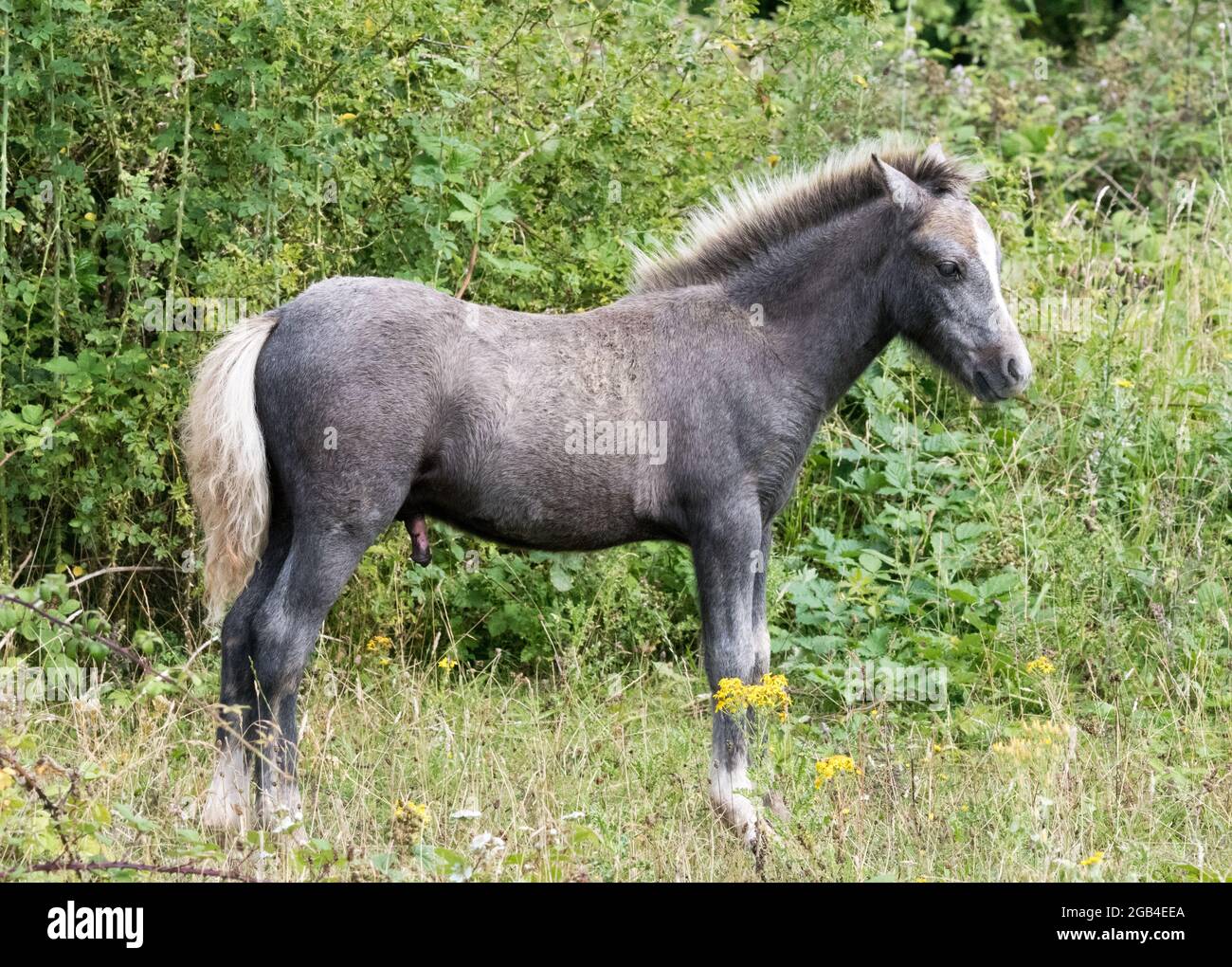 Carneddau pony foal hi-res stock photography and images - Alamy