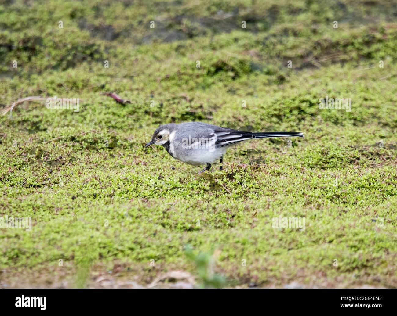 Wagtail walking hi-res stock photography and images - Alamy