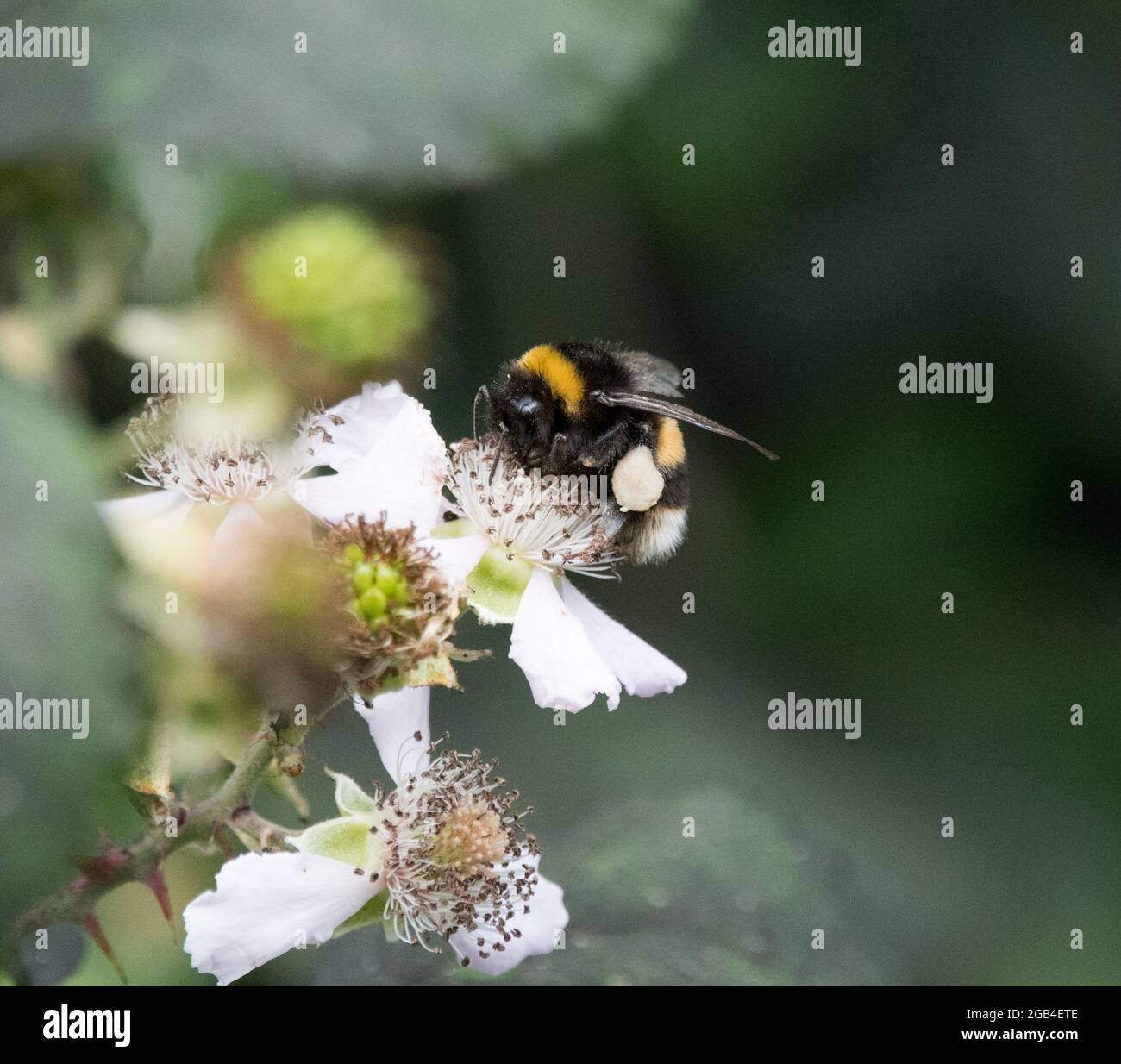 Worker bumblebee hi-res stock photography and images - Alamy