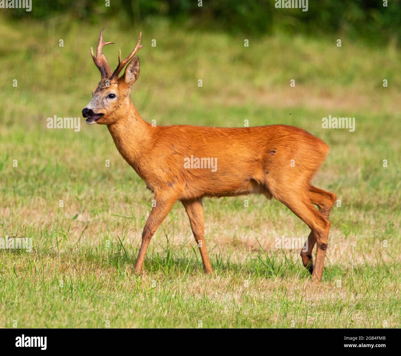 Roe Deer buck crossing newly mown grass Stock Photo - Alamy