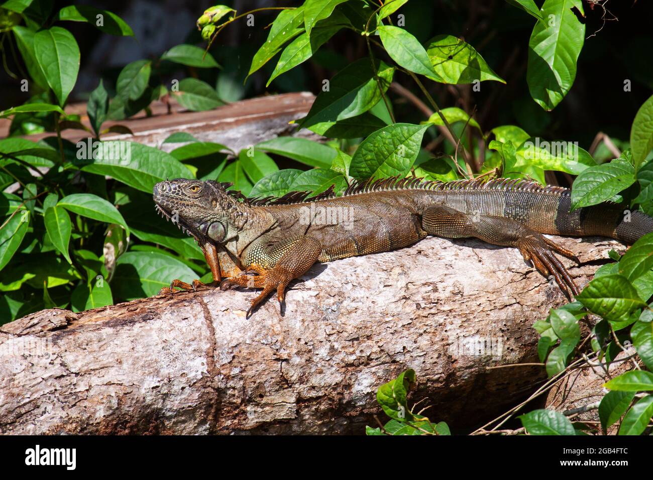 Green Iguana in the Costa Rica rain forest Stock Photo - Alamy