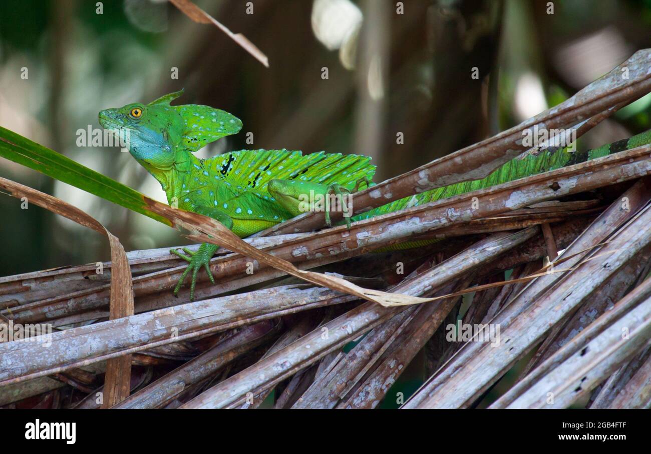 Green Basilisk in the Cost Rica Rain Forest Stock Photo - Alamy