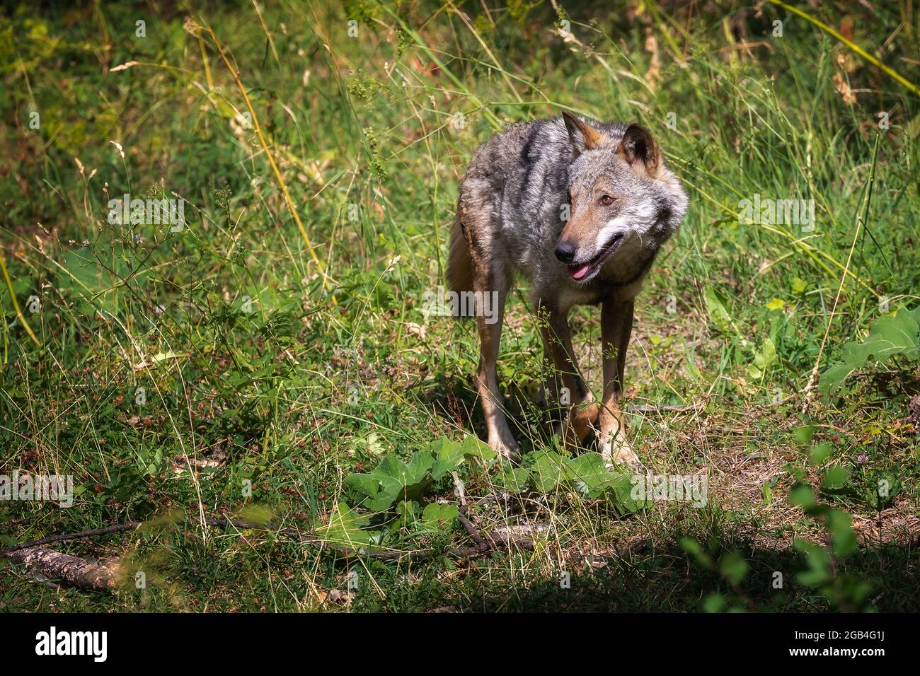 Adult specimen of Italian Apennine wolf walking alone in the woods ...