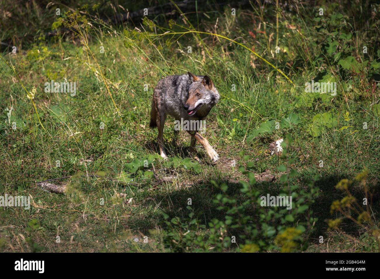 Adult specimen of Italian Apennine wolf walking alone in the woods ...