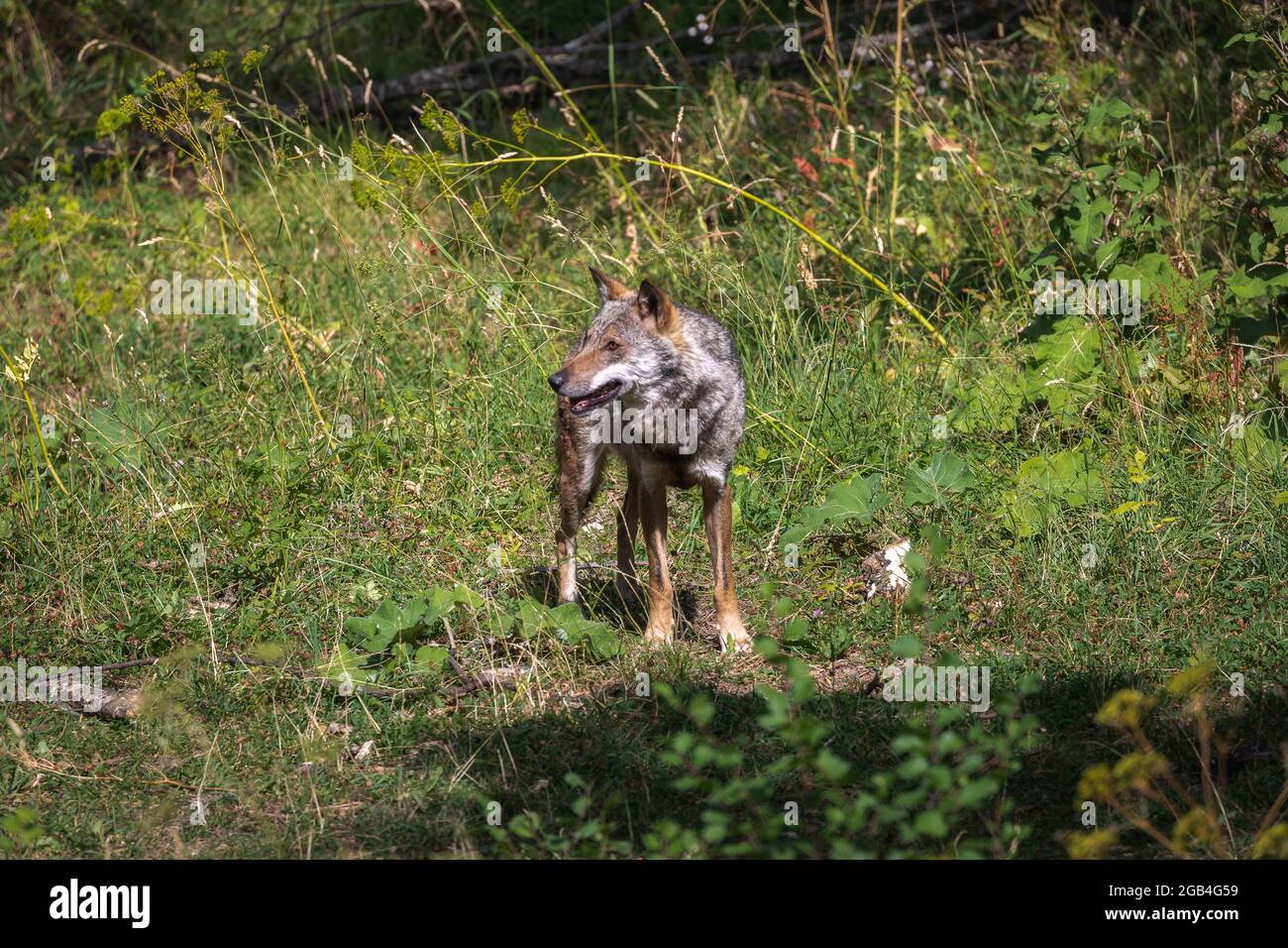 Adult specimen of Italian Apennine wolf walking alone in the woods ...