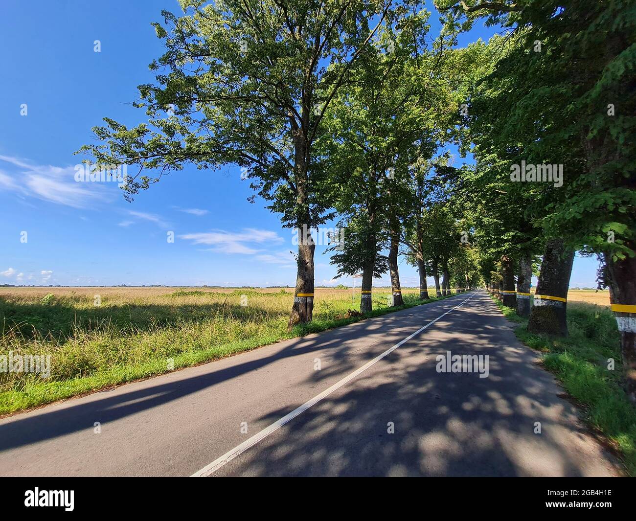 empty country asphalt road with trees under clear sky Stock Photo - Alamy