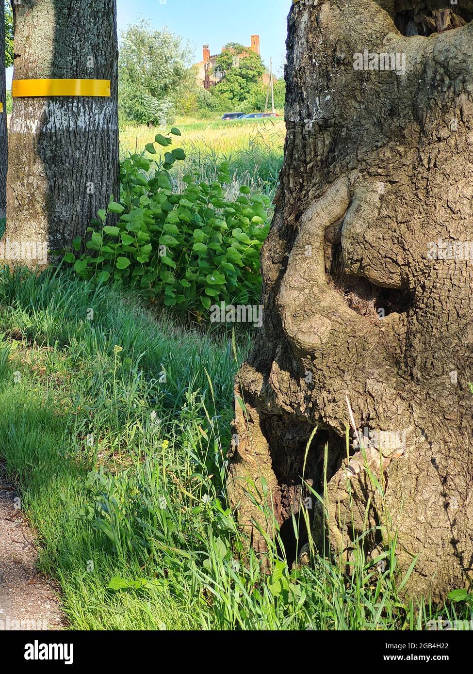 tree with bark in the shape of a human face closeup view Stock Photo ...