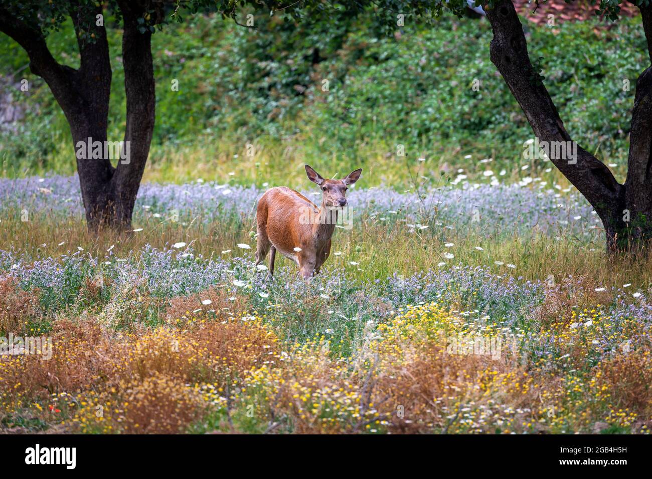 Female deer alone in the woods hi-res stock photography and images - Alamy