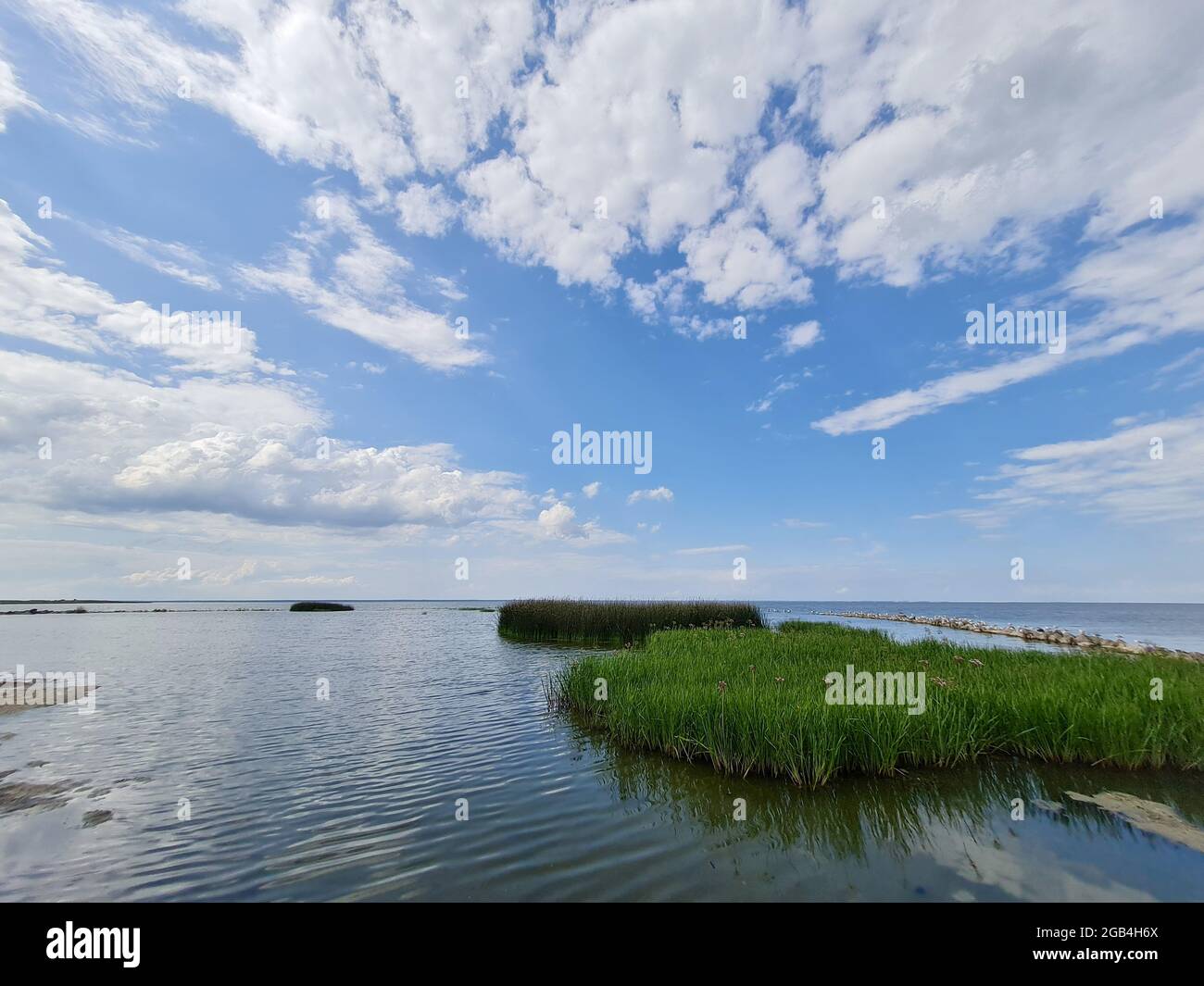the coast of the Curonian lagoon with tall green reeds and a stone ...