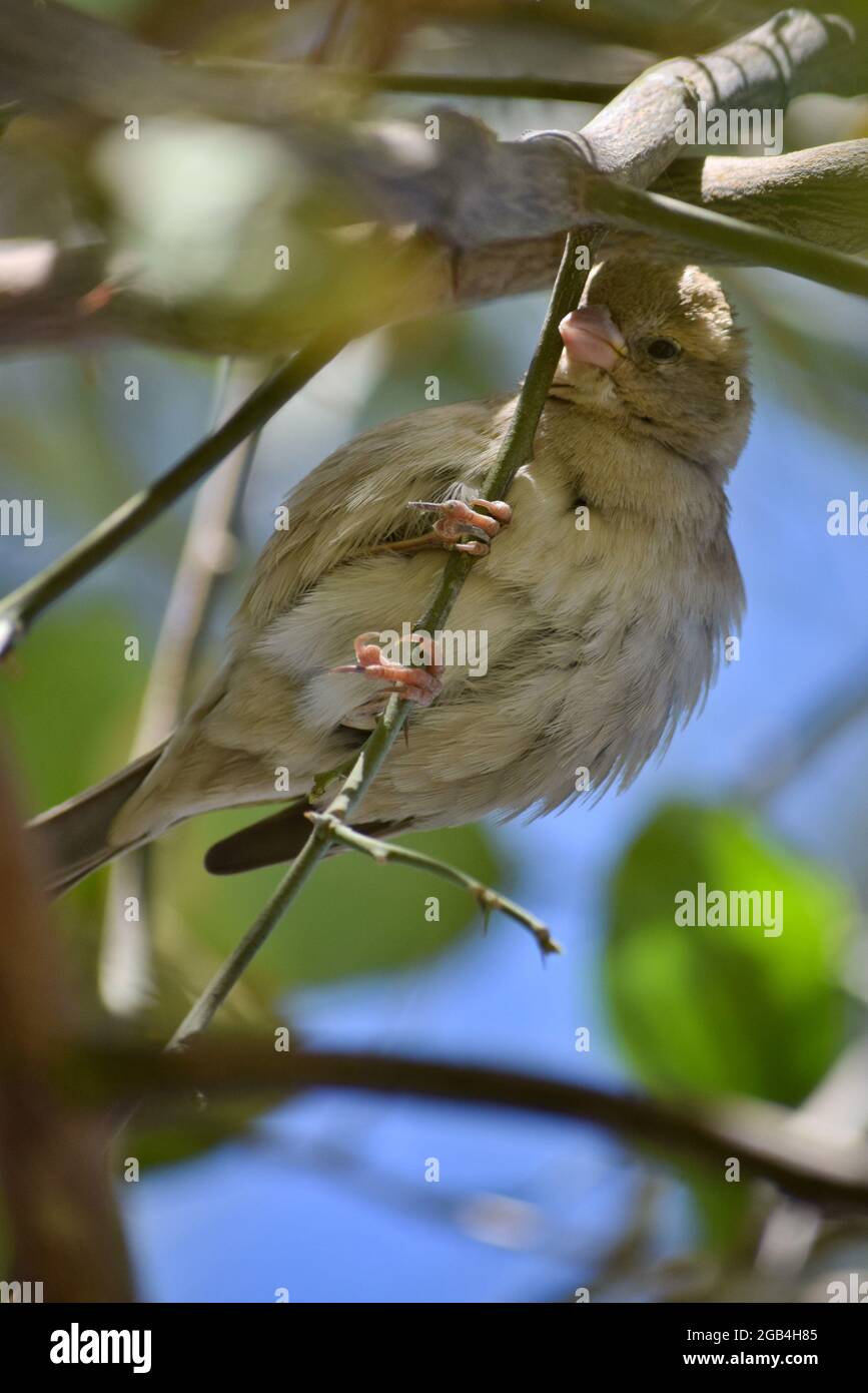 Female Sparrow Asian Bird On fruit tree outdoors, wildlife animal close ...