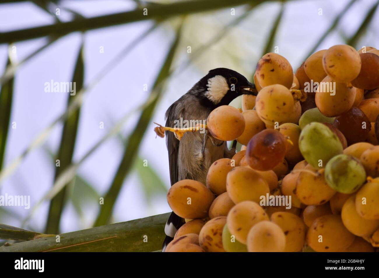 Fruit tree outdoors hi-res stock photography and images - Alamy