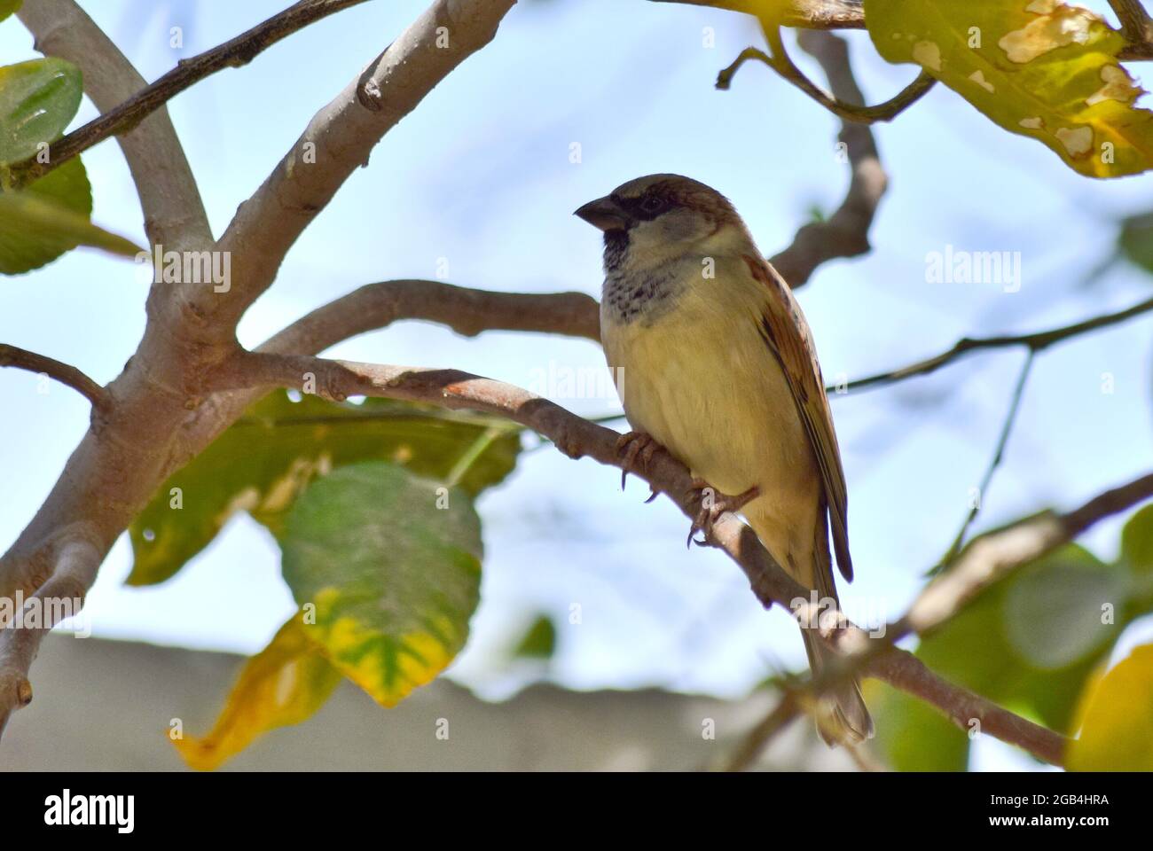 Male Sparrow Asian Bird On fruit tree outdoors, wildlife animal close ...