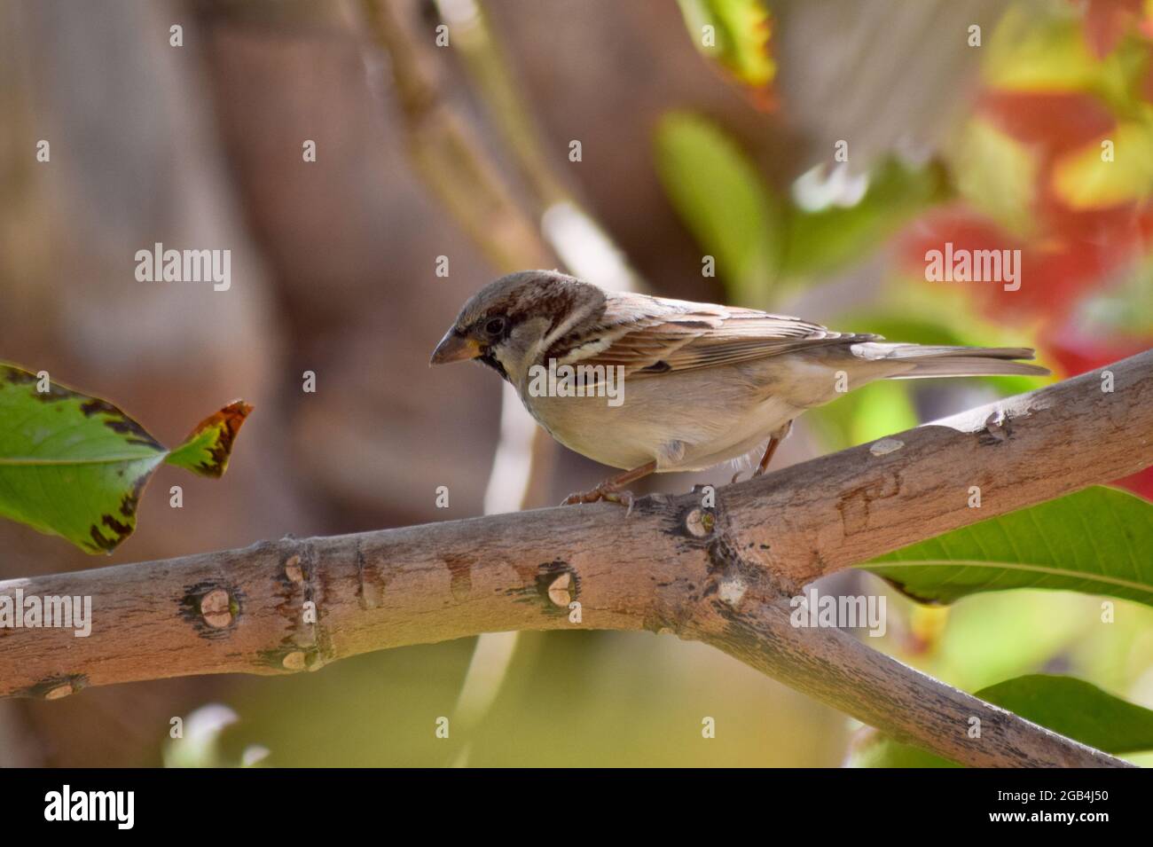 Sparrow Asian Bird On fruit tree outdoors Stock Photo - Alamy