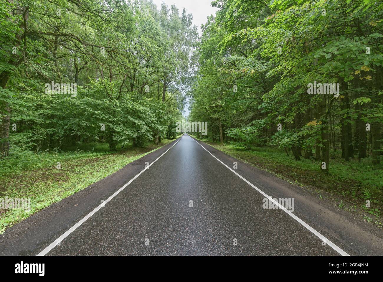 Wet asphalt road in the forest after rain Stock Photo - Alamy