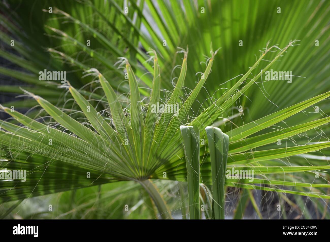 Saw palmetto palm tree hi-res stock photography and images - Alamy