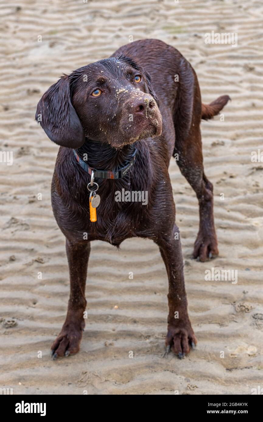 labrador springer spaniel cross sringerdor labradinger dog cute looking ...