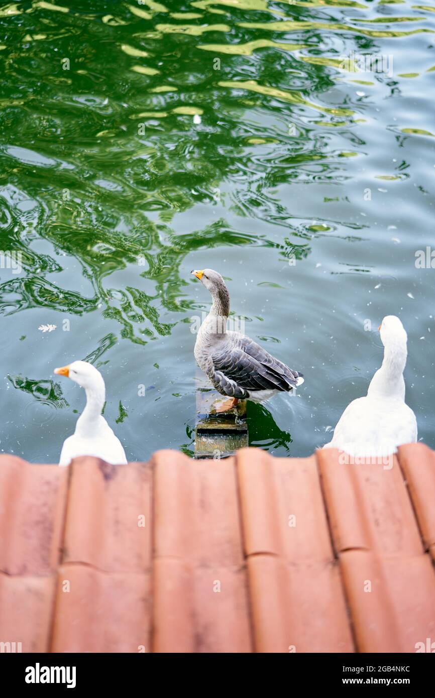 Ducks stand on perches in the pond. Top view Stock Photo - Alamy