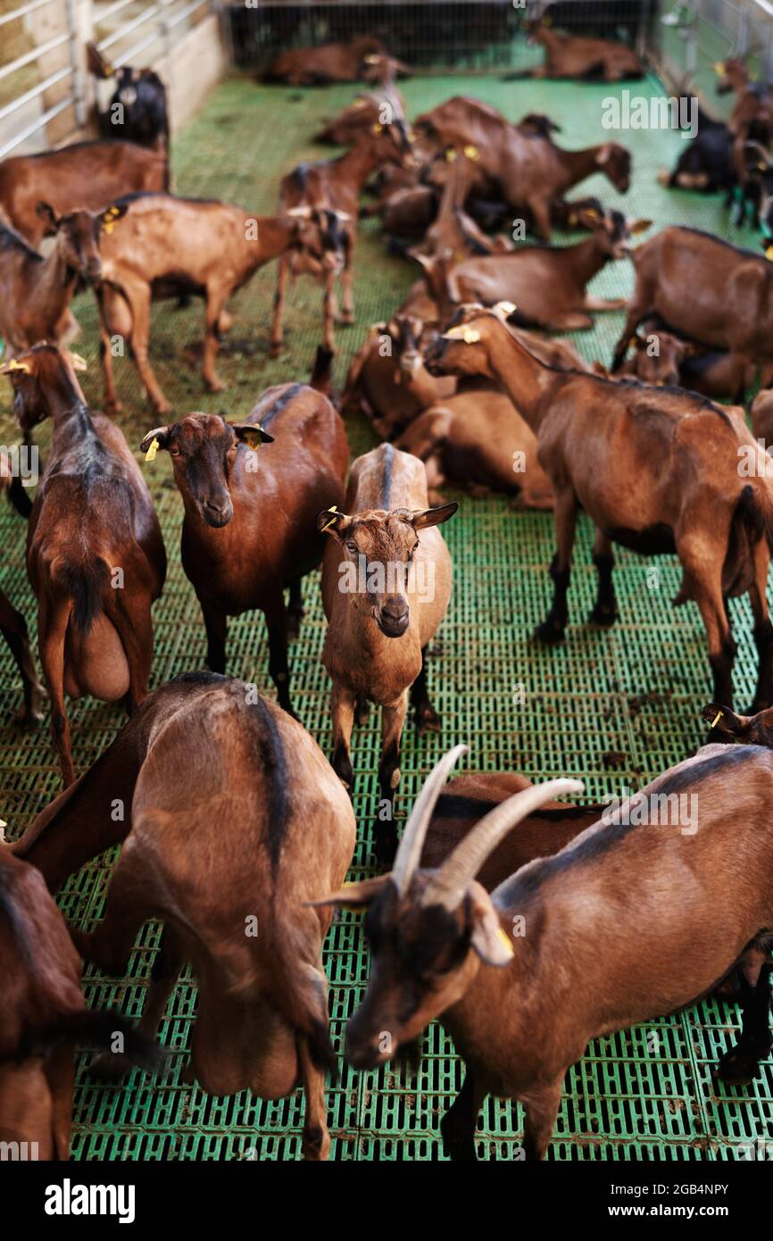 Goat goats farm livestock animal barnyard country rural hi-res stock ...