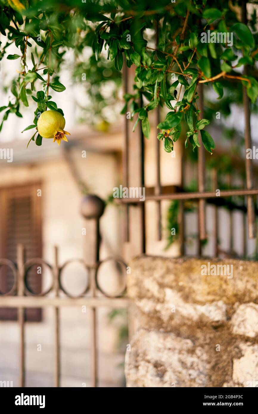 Pomegranate fruit hanging on a green branch near the fence Stock Photo ...