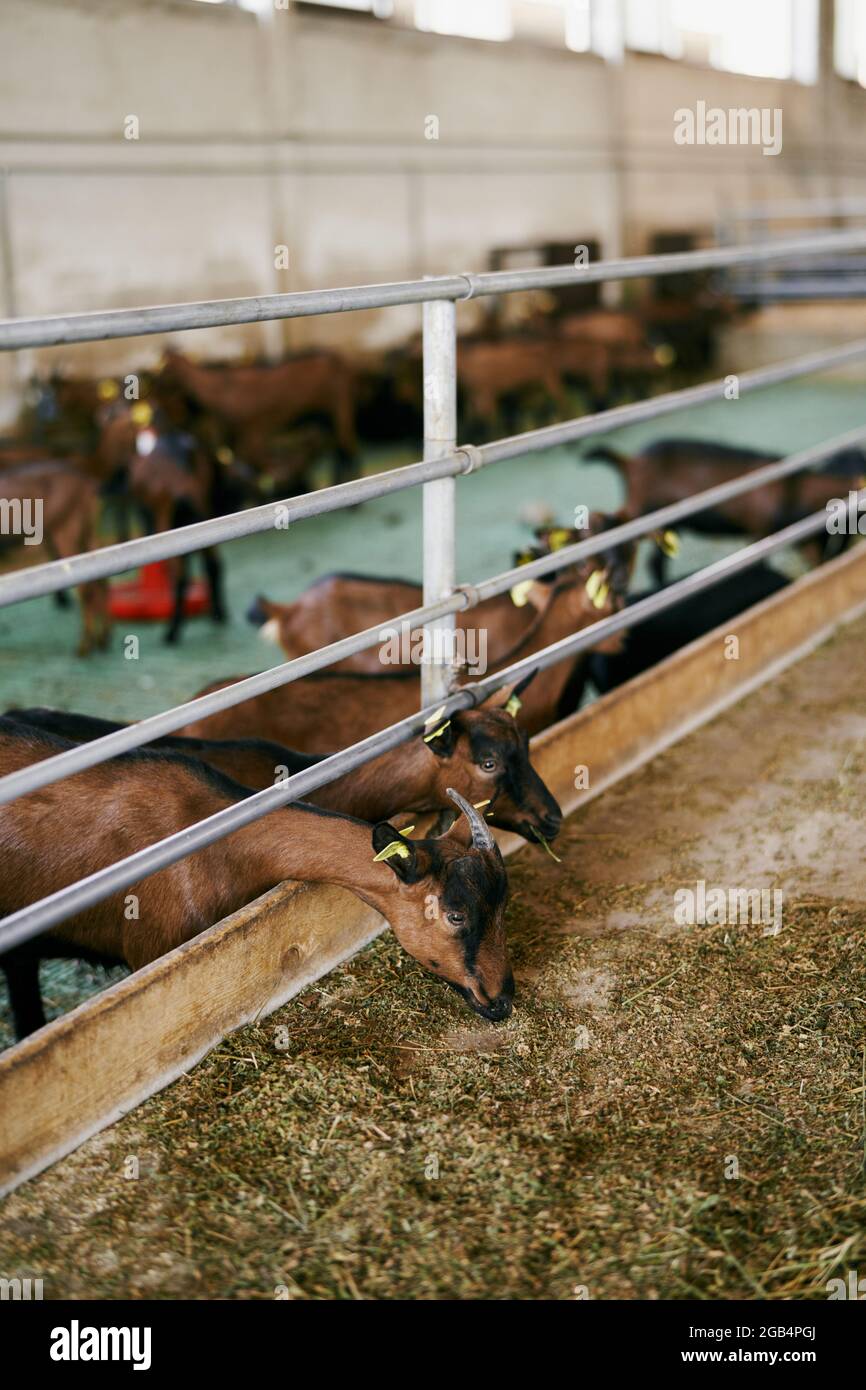 Goats eat hay from a trough in an indoor farm Stock Photo - Alamy
