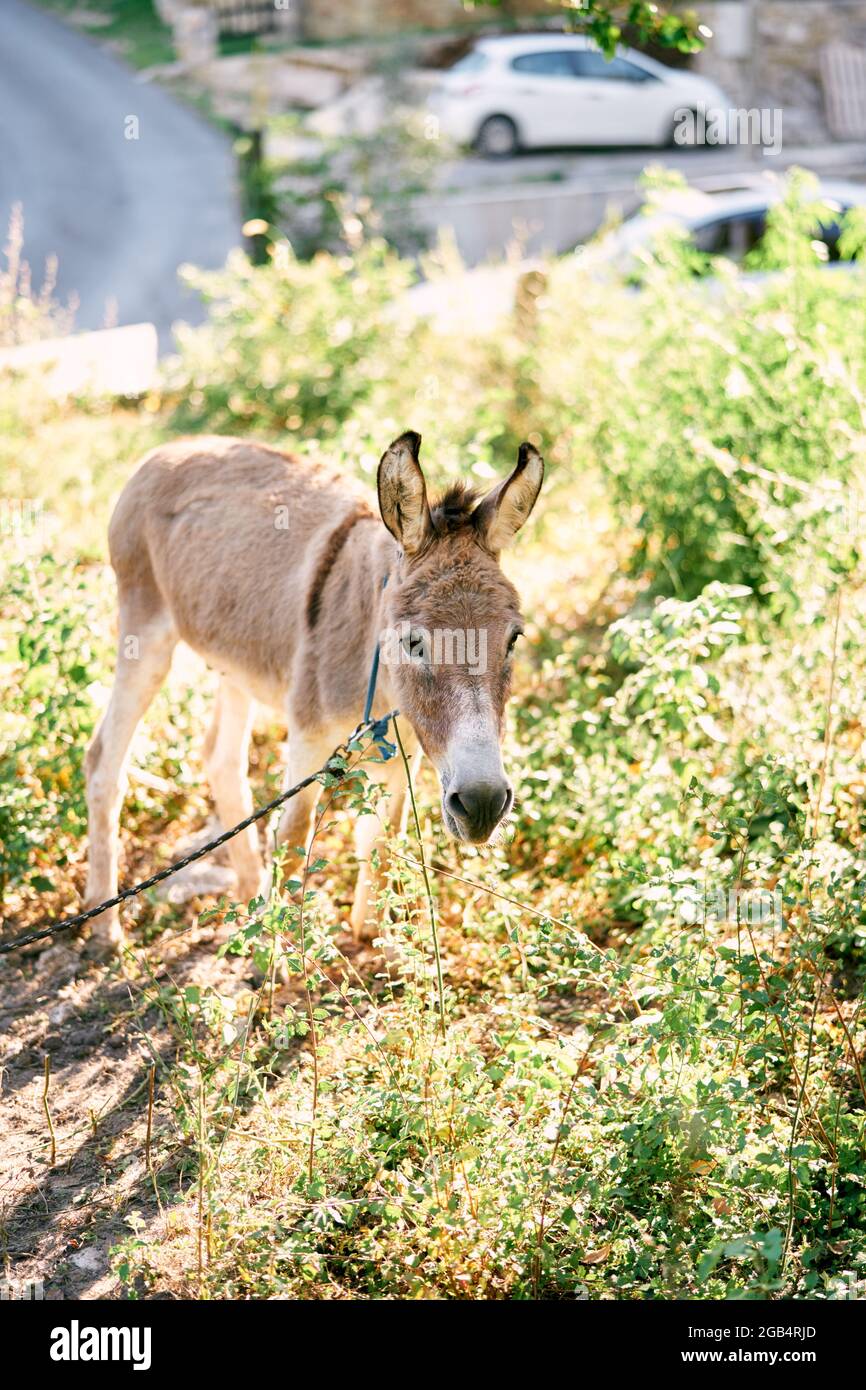 Little donkey on a leash stands on a green lawn against the background ...