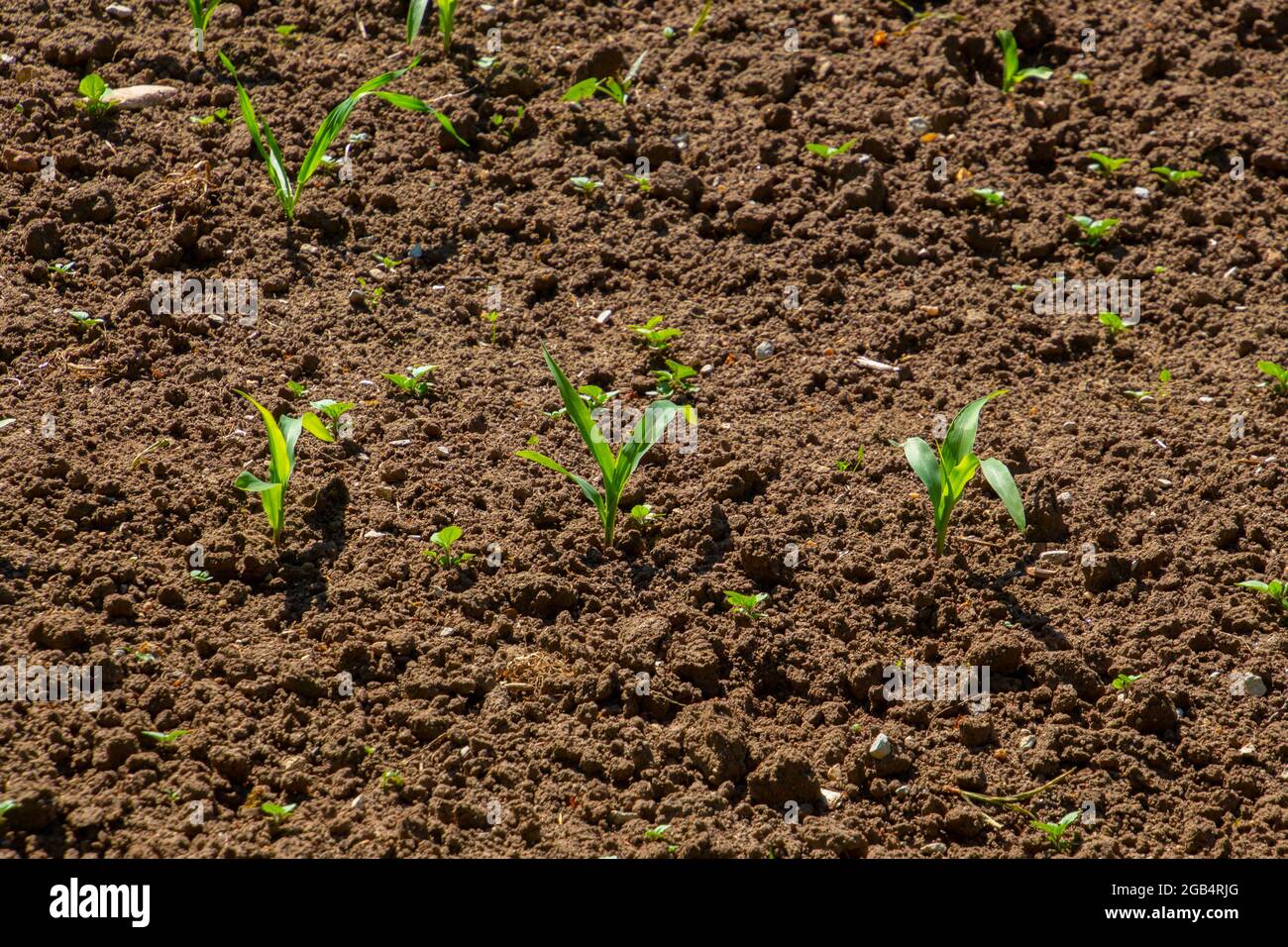 Maize seedling corn seedlings hi-res stock photography and images - Alamy