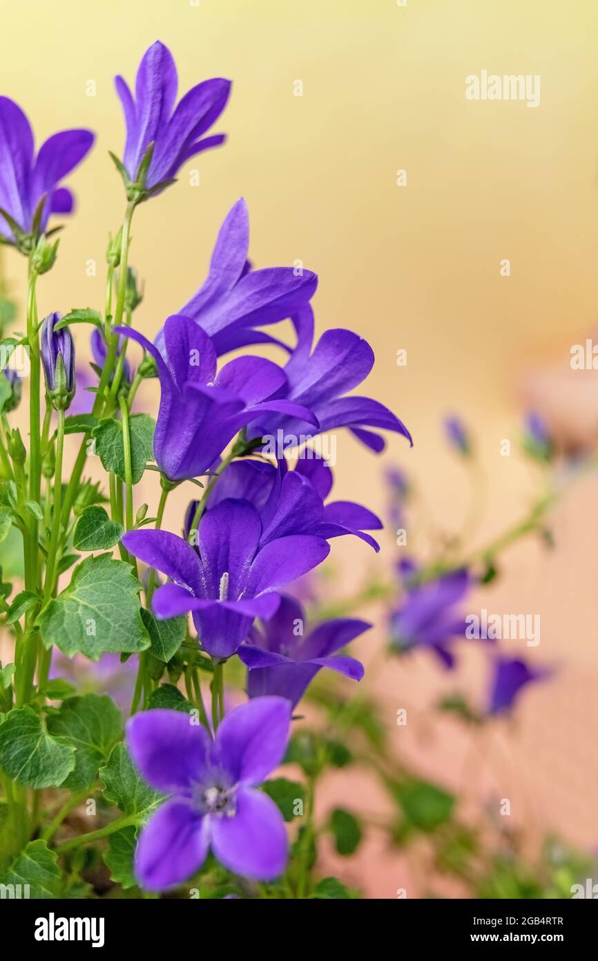 Blooming blue bellflower closeup. Vertically Stock Photo - Alamy