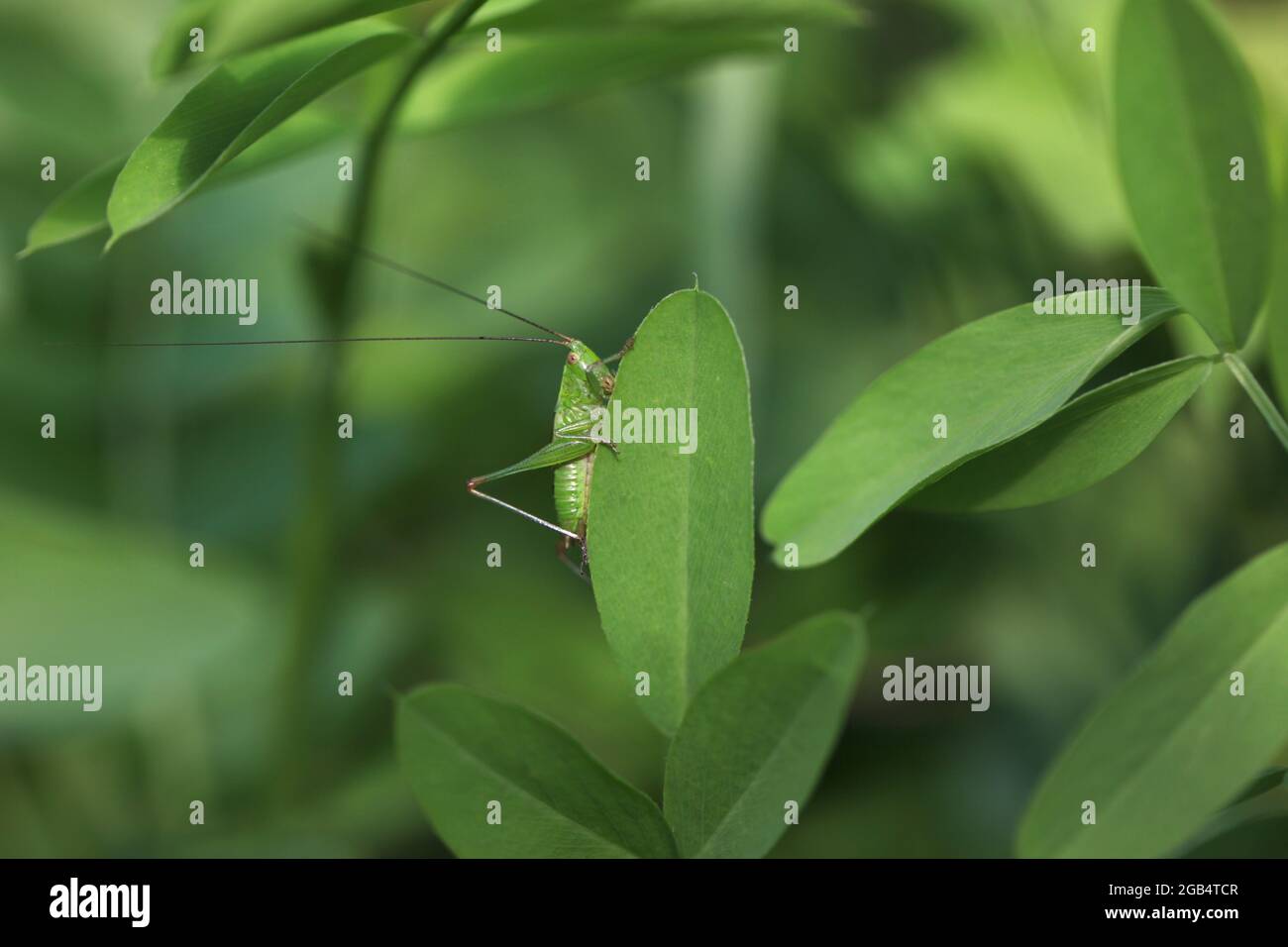 C dorsalis hi-res stock photography and images - Alamy