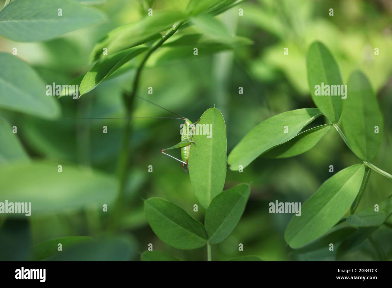Close-up of a Conehead bush- cricket - long winged or short winged ...