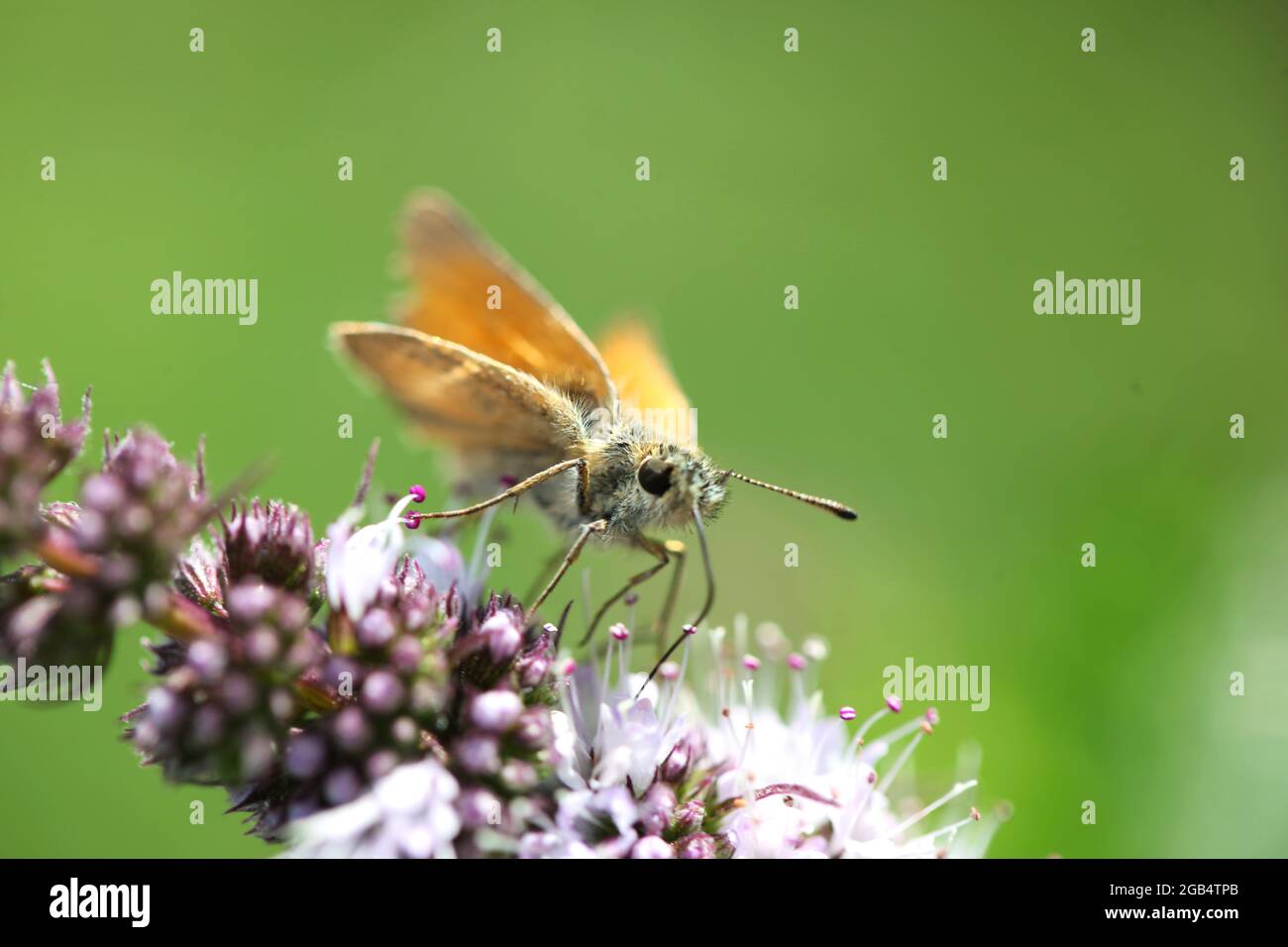 Thymelicus sylvestris, Small Skipper Stock Photo - Alamy