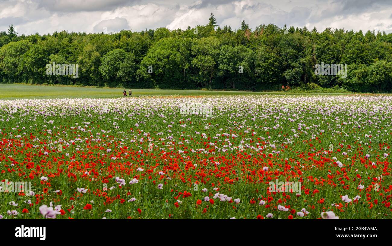 Poppy fields at Shiplake in the Chiltern Hills Oxfordshire England UK ...