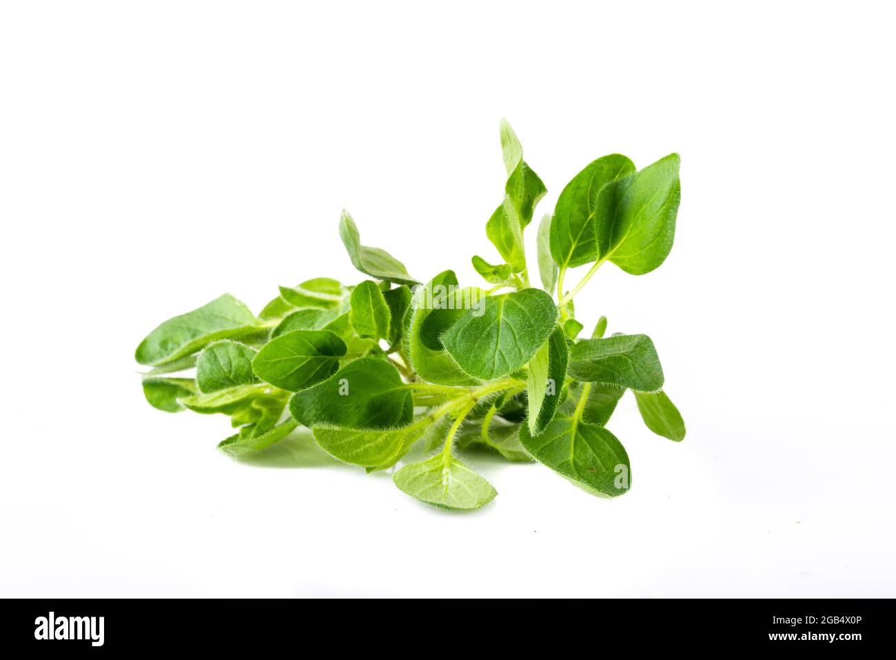 Fresh oregano (origanum vulgare) on white background Stock Photo - Alamy