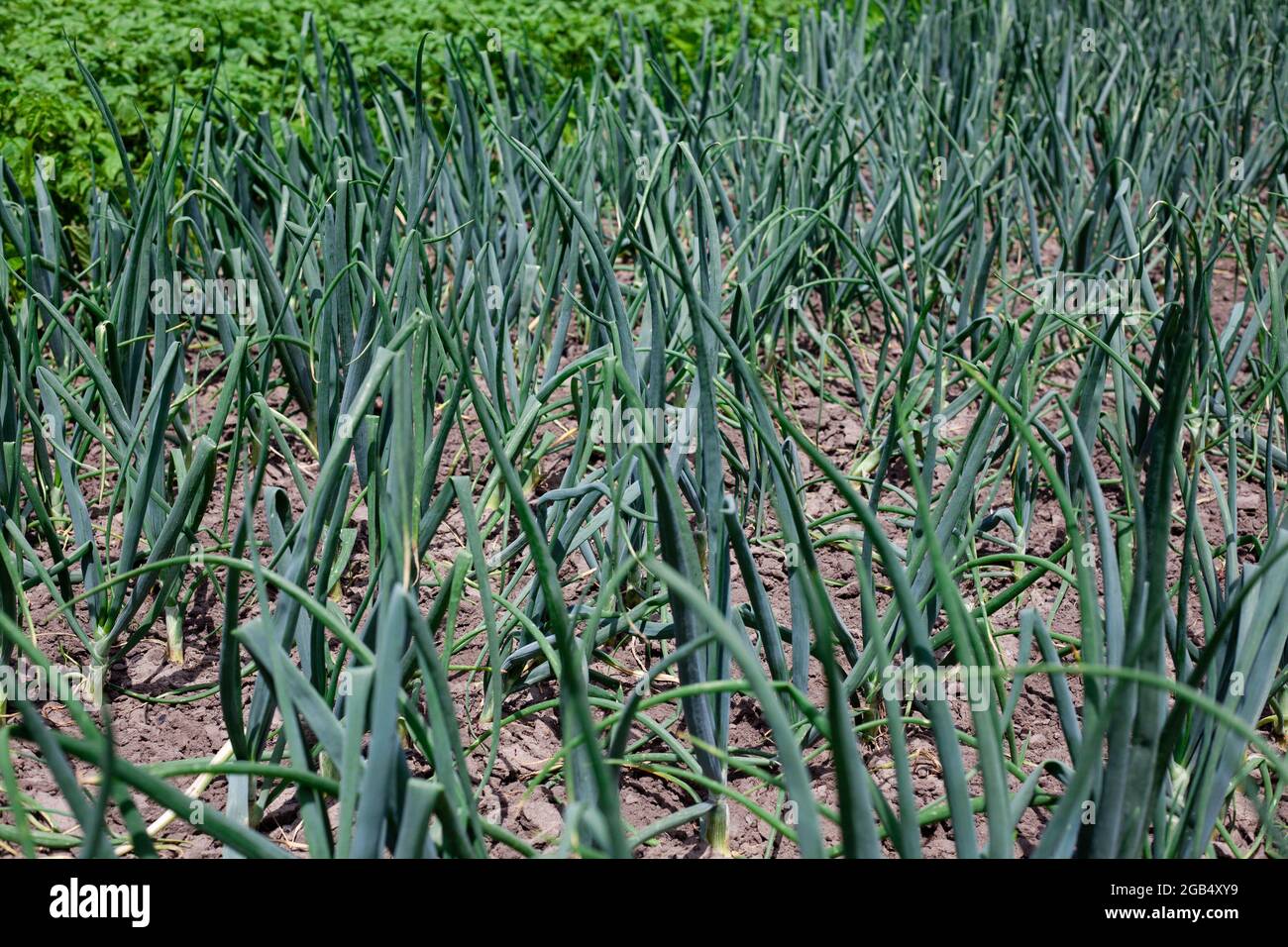 Organically grown onions. Green onion in vegetable garden. on vegetable ...