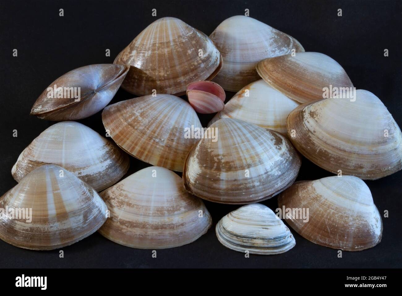Rayed Trough Shells are distinctive bi-valves with radiating rays of ...