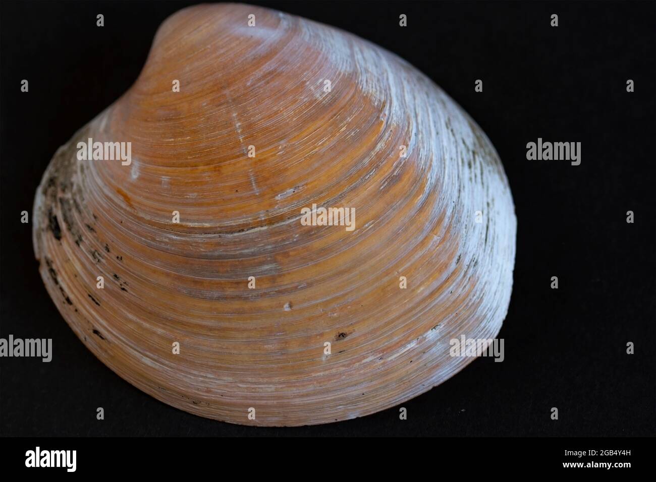 The thick shell of the Icelandic Cyprine, one of the longest lived ...