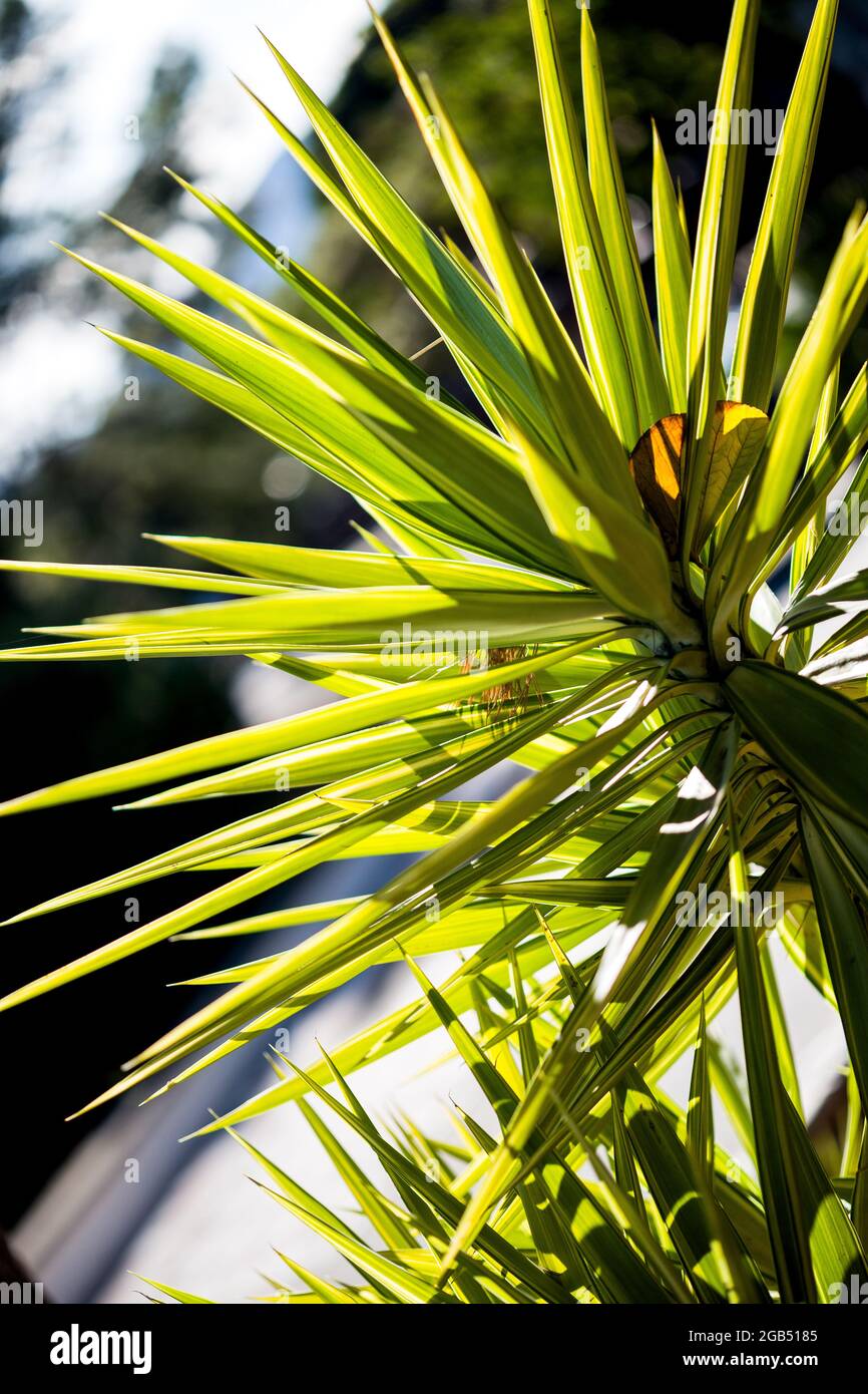 Sabal palms hi-res stock photography and images - Alamy